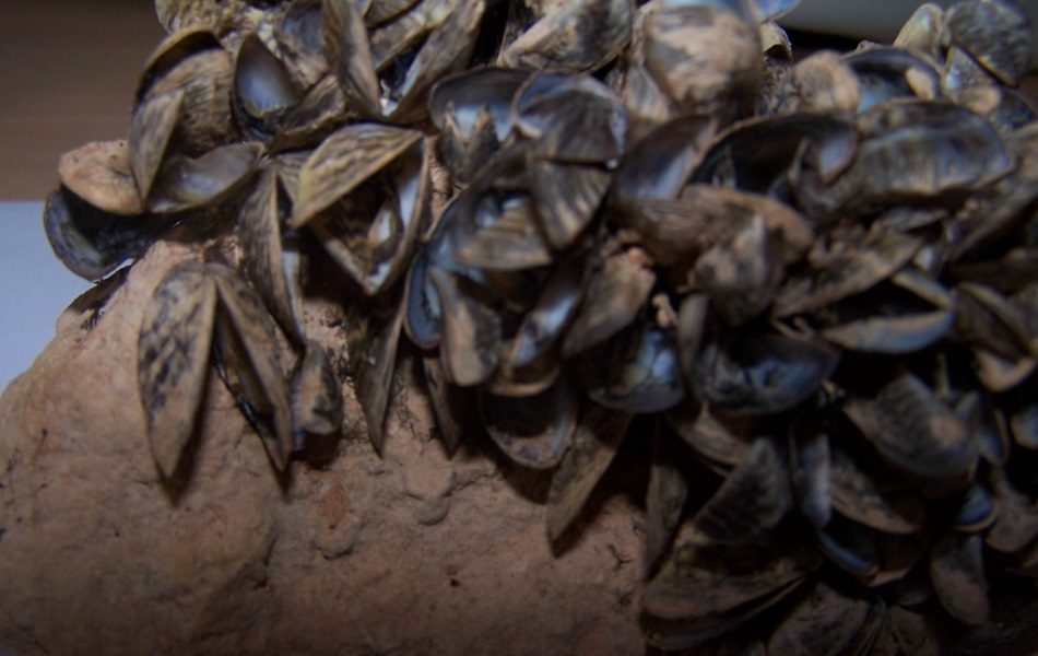 El Consorcio del Mijares participa en la campaña de lucha contra el ...