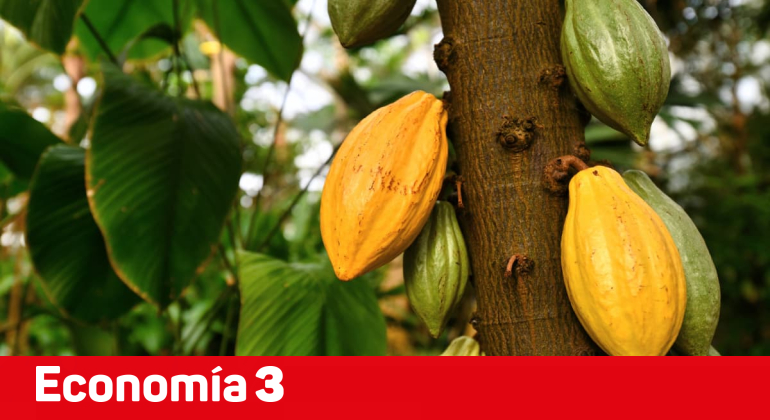 ¿Qué está pasando con el precio del cacao?