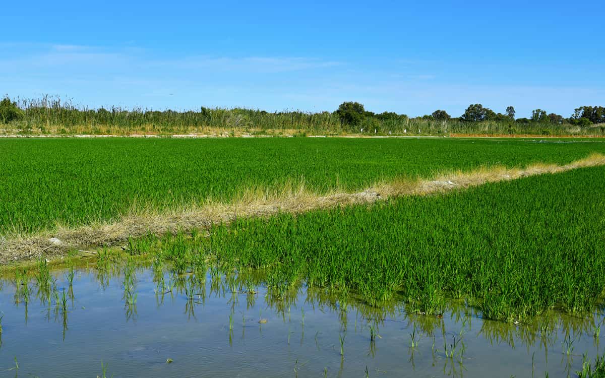 Cultivo de arroz, un oficio milenario que da identidad a La Albufera